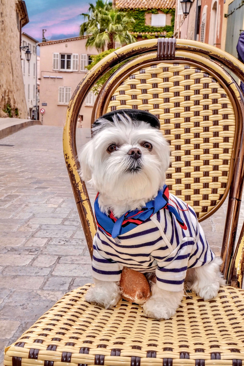 These are the best cities in Europe to take your dog on holiday – goodtrip®
